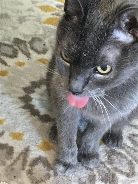 Here Is My Derpy Kitty Being Derpy Shes 18 In This Photo Pics