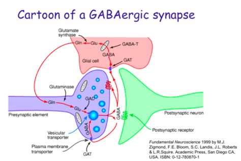 Gaba Neurotransmitter