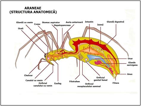 Artropode At Emaze Presentation