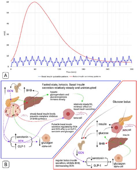 Schematic Representations Of Basal And Bolus Insulin Secretory Patterns
