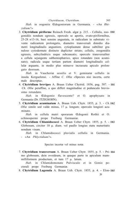 Chytridiaceæ Chytridium
