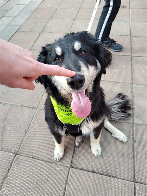 Общински приют Общински приют за кучета гр Кюстендил