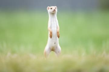 Premium Ai Image Ermine Standing On Hind Legs In Hunting Stance