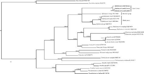 Phylogenetic Relationships Bayesian Tree Based On Partial Mt Co1 Gene
