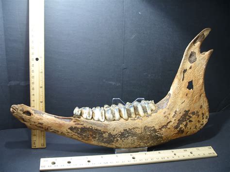 Fossil Bison Jaw With Teeth 102121b The Stones Bones Collection