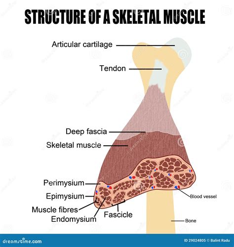 Skeletal Muscle Shape Didactic Scheme Of Anatomy Of Human Muscular