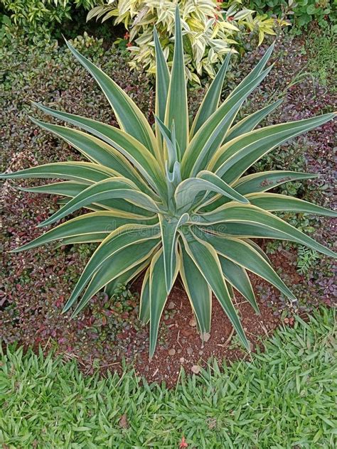 agave attenuata salm dyck is a succulent plant and its leaves are