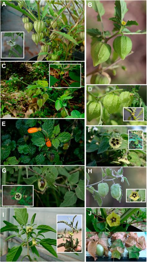 Frontiers Taxonomic Revision Of Physalis In Mexico