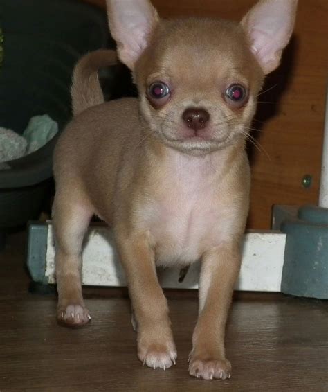 Щенки Чихуахуа Французкого бульдога Померанского шпица Украина Продажа Мини мальчик