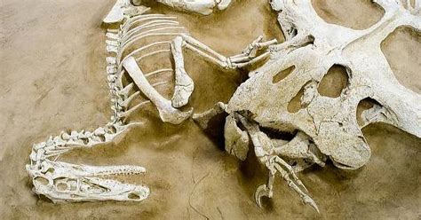Velociraptor Vs Protoceratops Fighting Dinosaurs Imgur