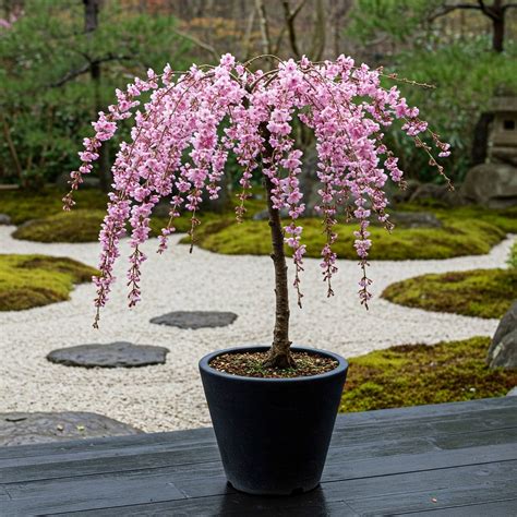 Small Cherry Blossom Tree