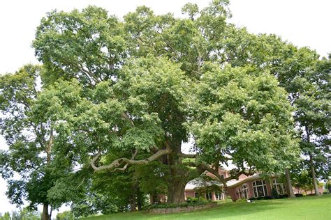 How Oak Trees Can Hybridize To Form New Varieties — Nashville Tree Conservation Corps