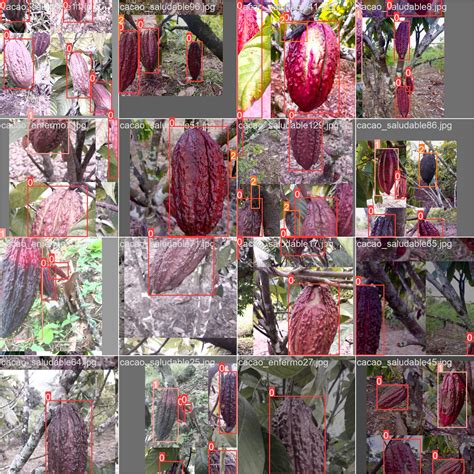 Cocoa Detector And Classification With Yolov5 And Flutter