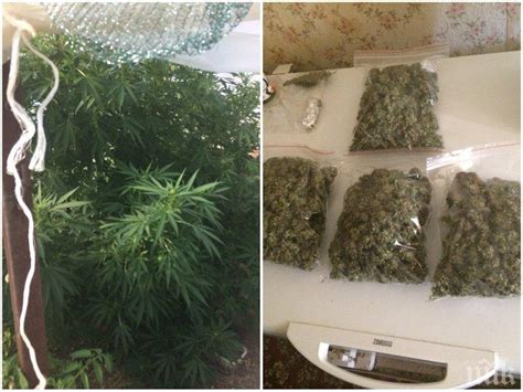 Откриха наркотици в къщата на мъж от сливенско село Информационна агенция ПИК