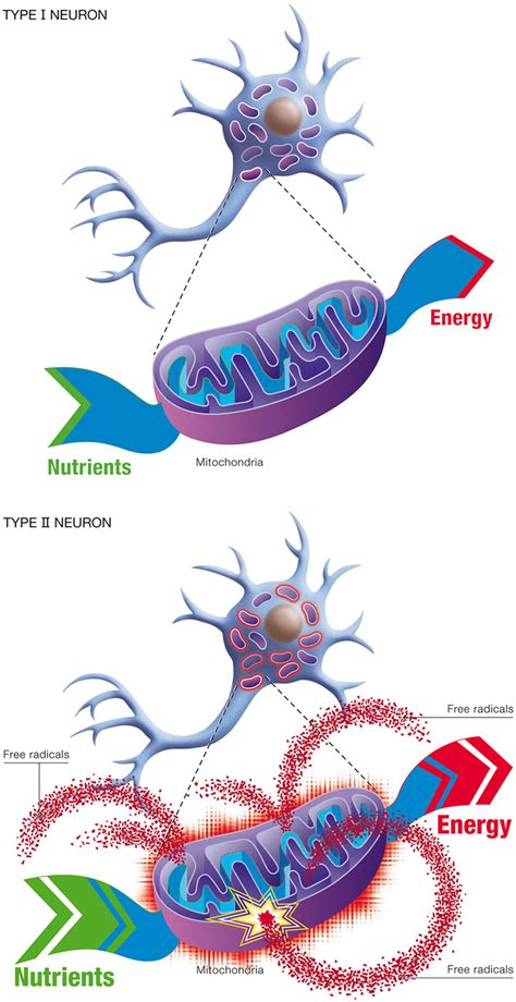 The Astrocyte Neuron Lactate Shuttle Hypothesis Of Activity Dependent Download Scientific