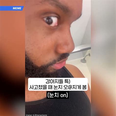 개 Vs 고양이 Youtube
