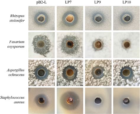 Antimicrobial Activity Of Fermentation Products Of Mutant Strains