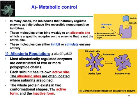 Section C The Control Of Metabolism Ppt Download