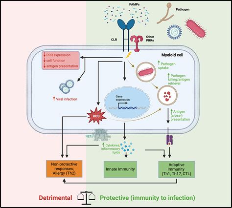 Myeloid C Type Lectin Receptors In Innate Immune Recognition Immunity