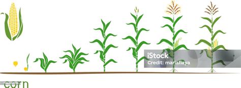 옥수수 식물의 수명 주기 꽃과 흰색 배경에 고립 된 열매를 맺은 식물에 씨앗에서 성장 단계 옥수수에 대한 스톡 벡터 아트 및