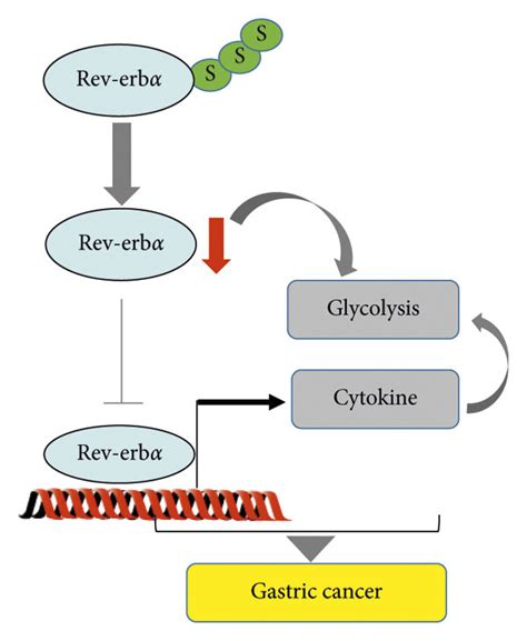 Rev Erbα Is Recruited On The Promoters Of Cytokines And Nr1d1 Gene