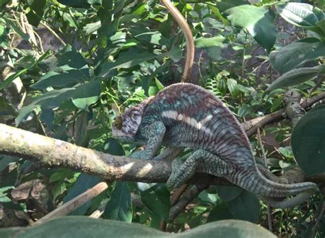 Lions Lemurs And Penguins The Real Wildlife Of Madagascar And What