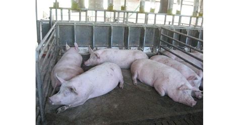 Още по хуманно отглеждане на европейските свине Български Фермер