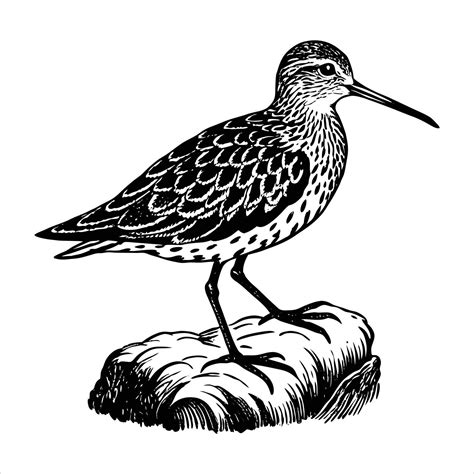 Godwit Bird Cut Out On White 57674423 Vector Art At Vecteezy
