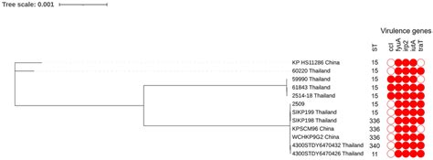 Phylogenetic Tree Based On Snp Sts And Virulence Gene Patterns In K