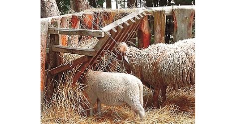 Внимавайте има риск от заболяване при овцете Български Фермер