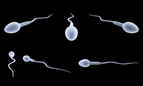 ARE YOU HAVING LOW SPERM COUNT HOW TO IMPROVE SPERM MOTILITY