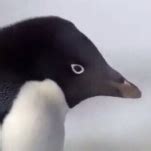 Nagi Nagi Nsfw Twitter