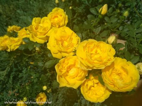 Persian Yellow (Персиан Йеллоу) ⋆ Розовая клумба