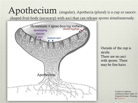 Ascocarp Labeled Solved 2pts∘ In Asexual Reproduction Of