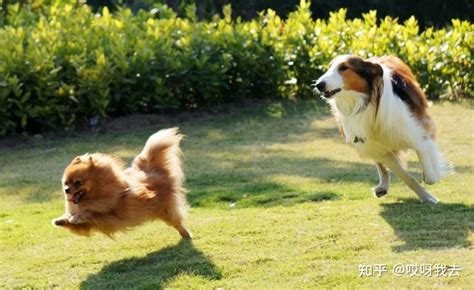 狗狗交配完成后公狗为何撒腿就跑 知乎