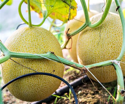 Knowing When To Pick Cantaloupes All Comes Down To