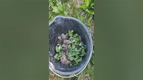 Хумсан цэцэгтэйгээ хамт зэрлэг ургуулахгүй гээд цаасан хайрцганд тарив Youtube