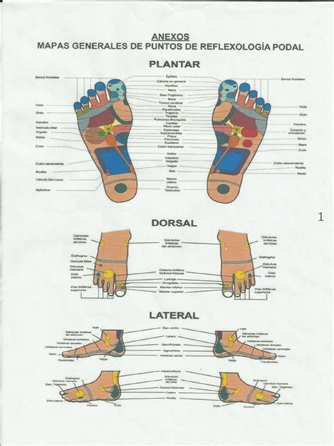 Anexo Mapa General De Puntos De Reflexologia Podal Plantar Pdf