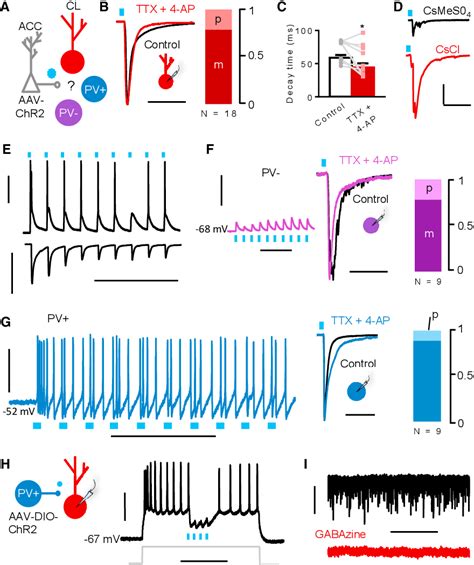 Figure 1 From Anterior Cingulate Cortex Input To The Claustrum Is Required For Top Down Action