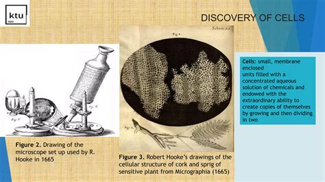 Ppt Presentation On Cell Types Structure And Functions 1 PPT