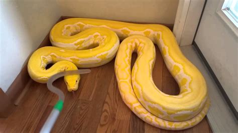 Reticulated Python Alchetron The Free Social Encyclopedia