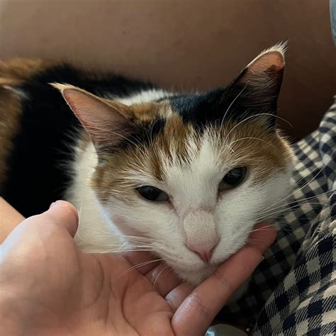 인천점 코리안 숏 헤어 베리 입양후기에요~ 강아지고양이 입양율 100 순수보호소 아이조아보호소 입양후기