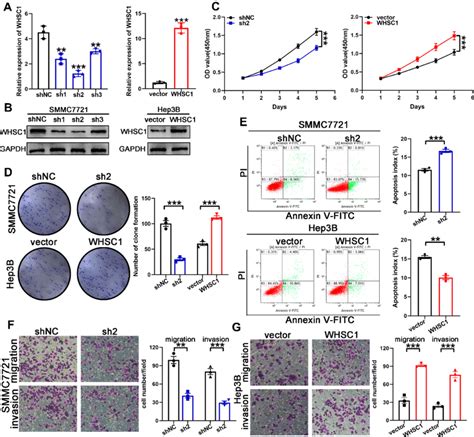 Promotion Of Hcc Malignancy By Whsc1 A B Transfection Efficacy Of