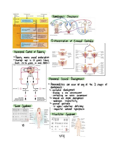 Sex Differentiation Professor Dr Eade BIOL 217 Studocu