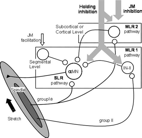 Draw A Monosynaptic Reflex Arc 1 Be Able To Draw And Describe A