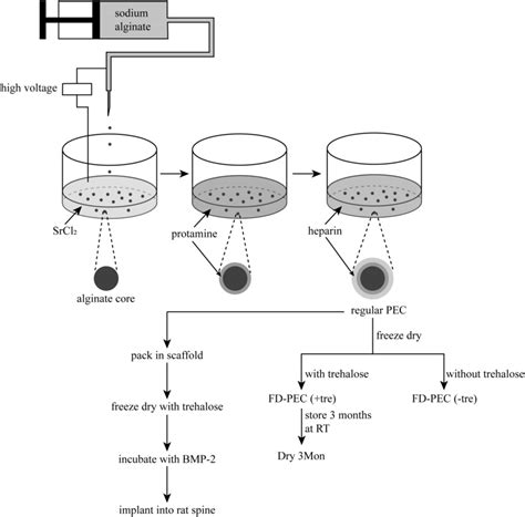 Schematic Of Polyelectrolyte Complex Preparation And Handling Download Scientific Diagram
