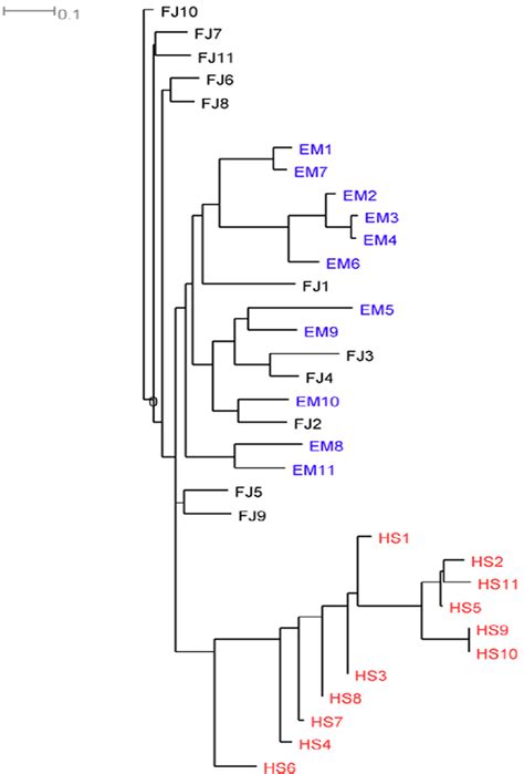 Neighbour Joining Tree Of 33 M Thibetana Individuals Constructed Based