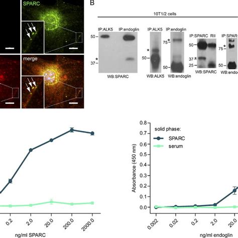 Pericytes Exhibit Defective Transwell Migration In The Absence Of Download Scientific Diagram