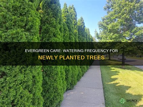 How Often To Water Newly Planted Evergreens Shuncy