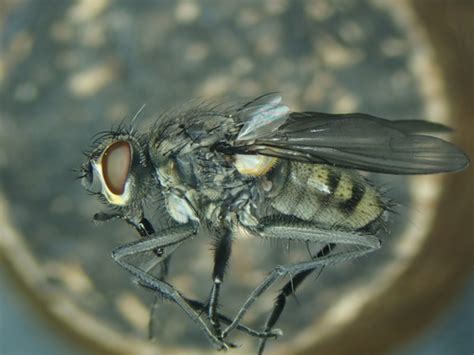 Lispe Litorea · Inaturalist